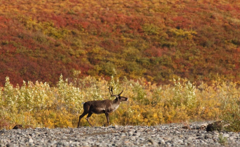 Indigenous people hold the key to caribou survival - David Suzuki ...