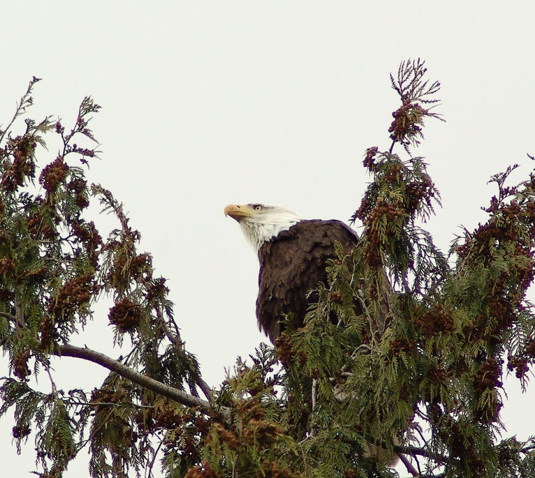 Careers - David Suzuki Foundation