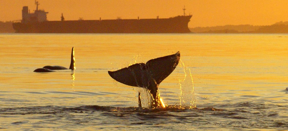 Orca and salmon - David Suzuki Foundation
