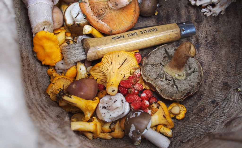 How to forage for food - David Suzuki Foundation