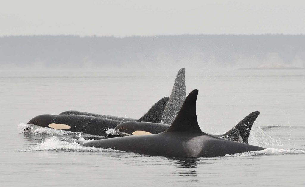 Get to know the Salish Sea orcas - David Suzuki Foundation
