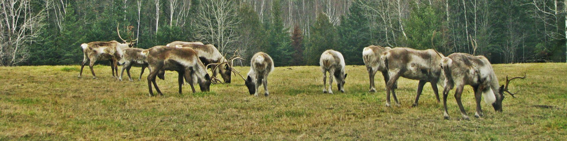 Caribou deserve Quebec’s (and Canada’s) protection - David Suzuki ...