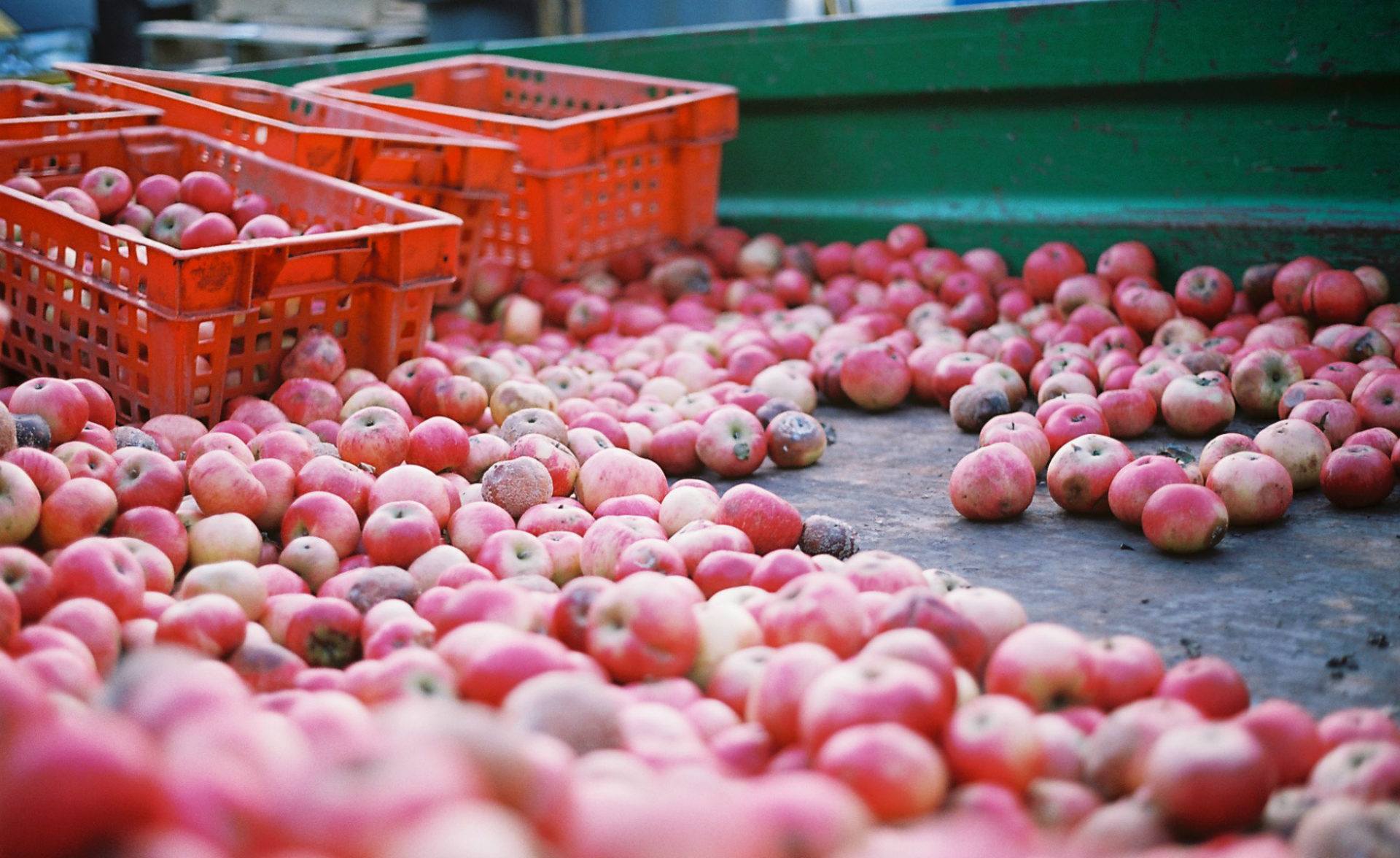 Food security is important for humans and other animals - David Suzuki ...
