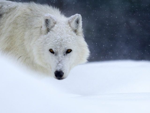 Rachel Plotkin - David Suzuki Foundation