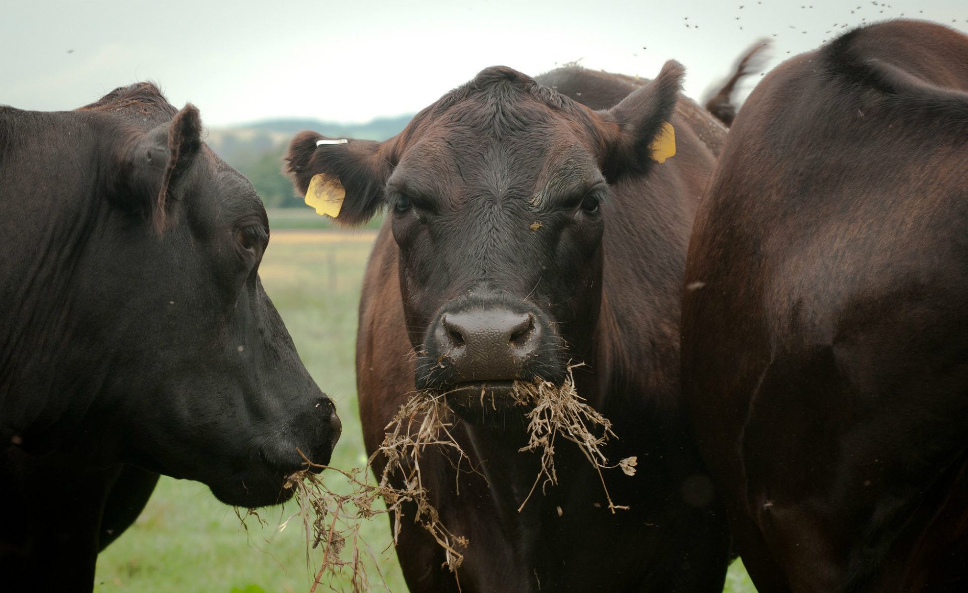 Eating less meat will reduce Earth's heat - David Suzuki Foundation