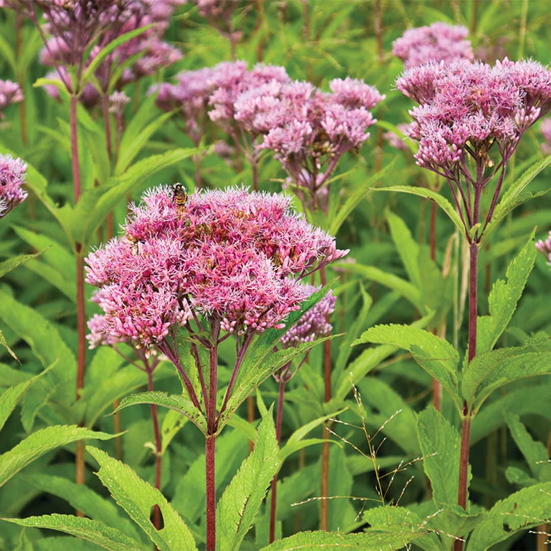 How to create a wild bee sanctuary - David Suzuki Foundation