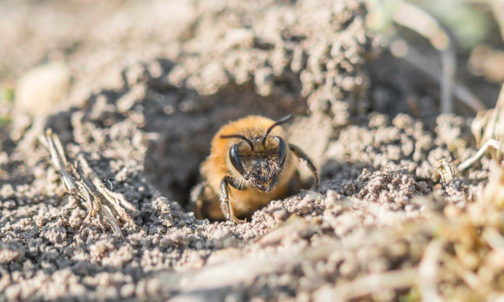 How to create a wild bee sanctuary - David Suzuki Foundation