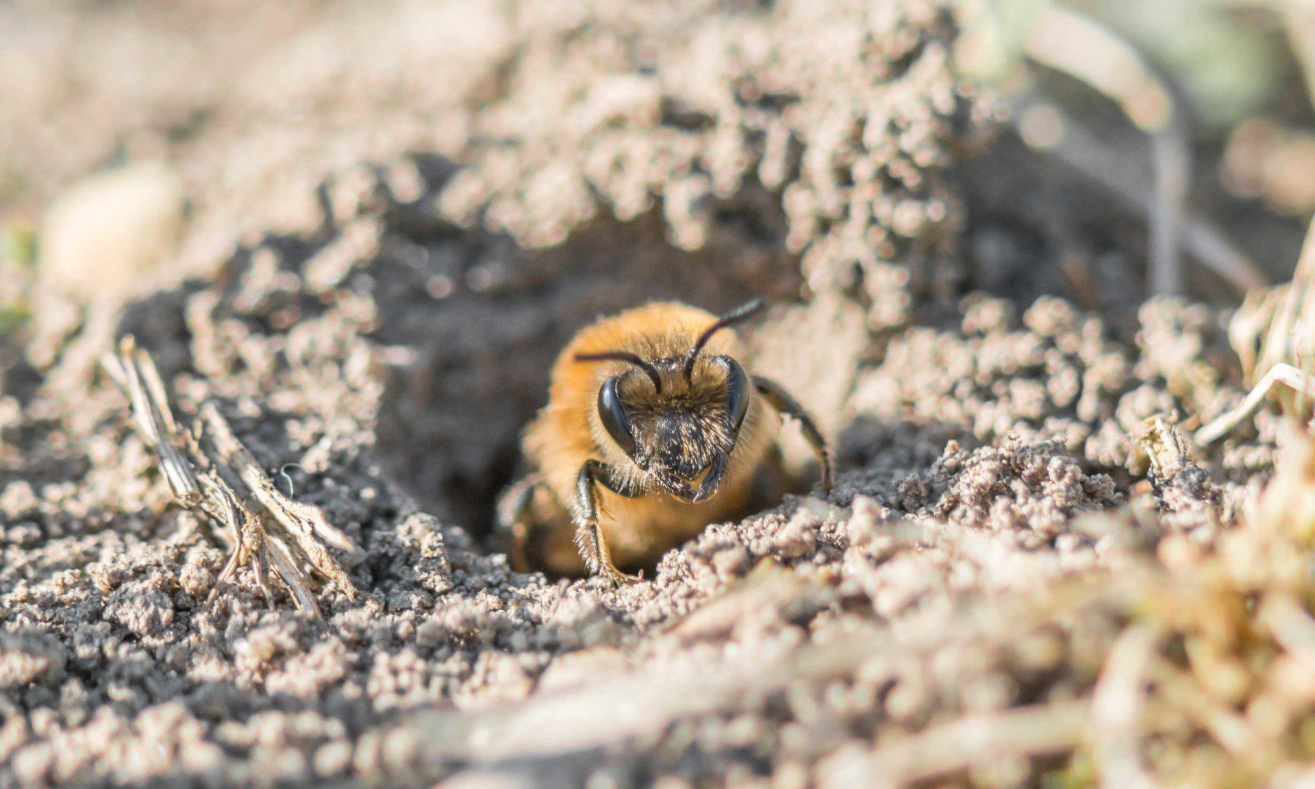 How to create a wild bee sanctuary - David Suzuki Foundation