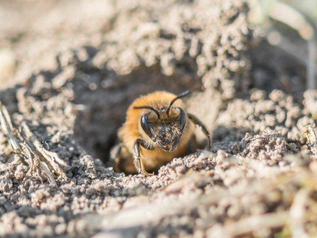 How to create a wild bee sanctuary - David Suzuki Foundation