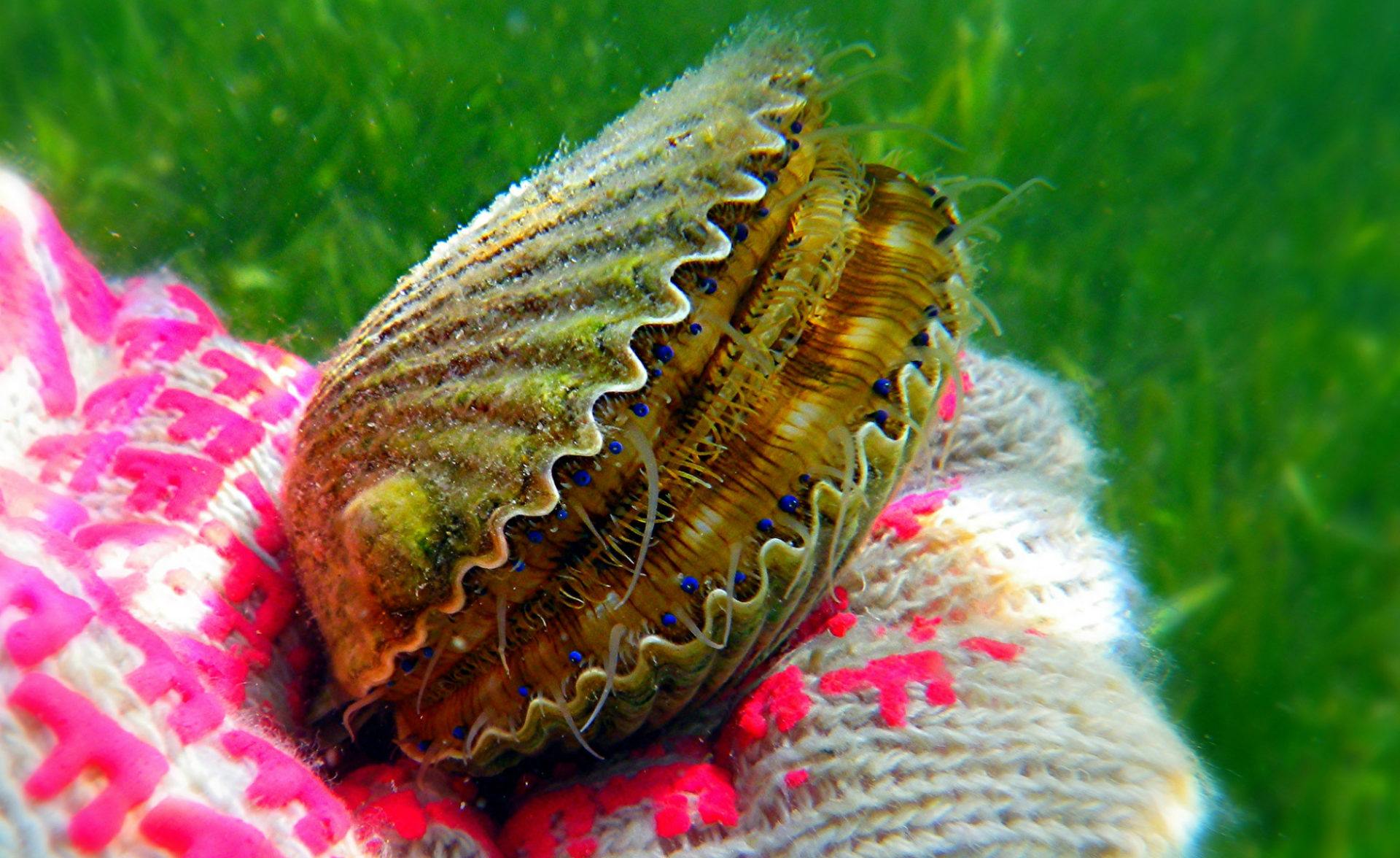 Canada's oceans matter, at the Paris climate talks and beyond - David ...