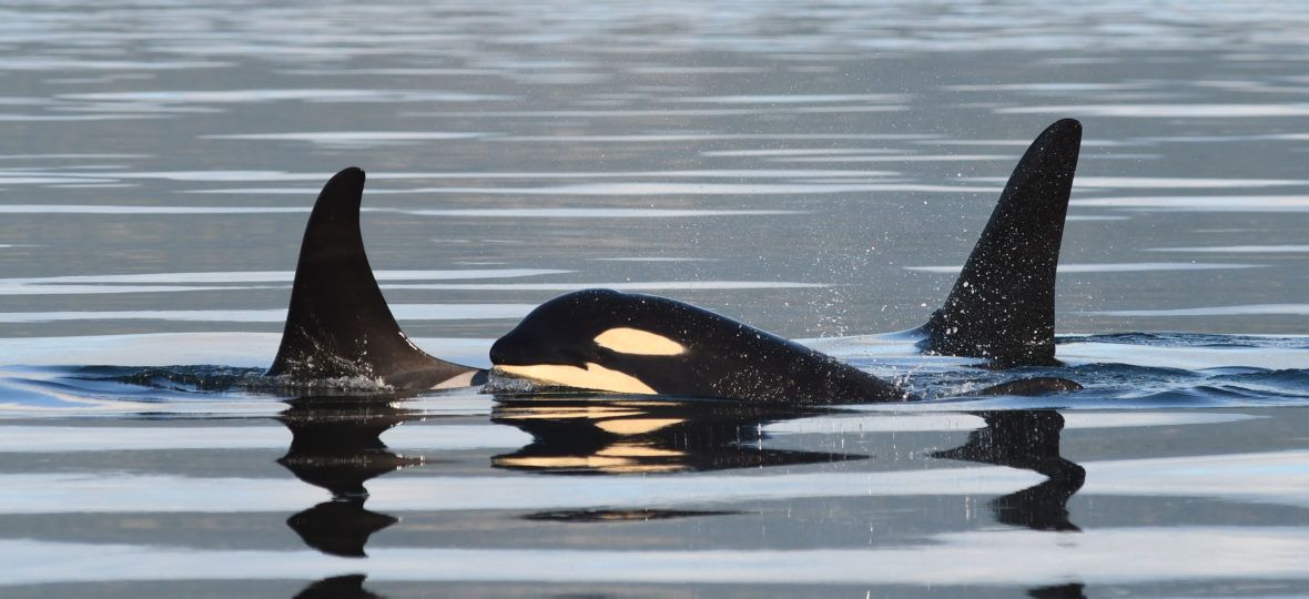 Get to know the Salish Sea orcas - David Suzuki Foundation