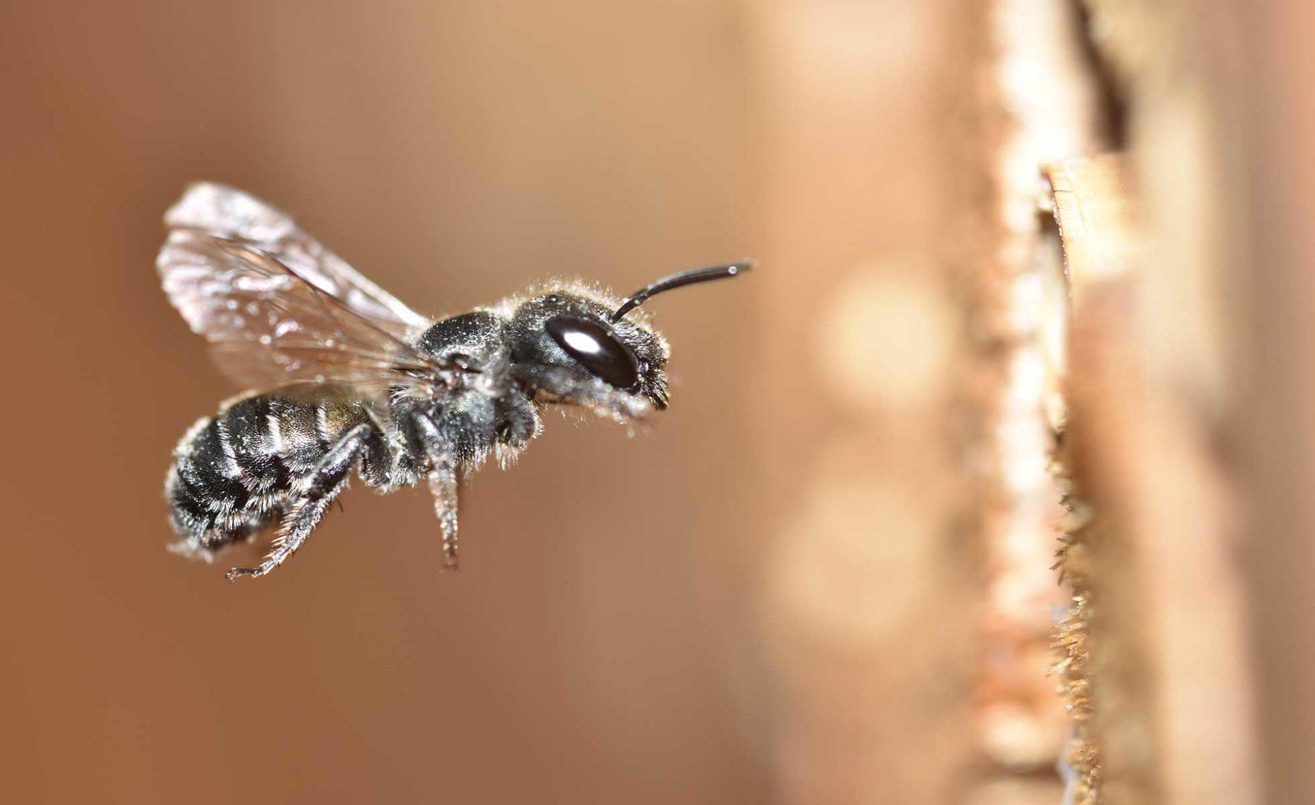 How to tell bees from wasps and flies - David Suzuki Foundation