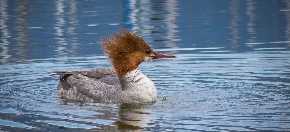 Átl'ka7tsem/Howe Sound - David Suzuki Foundation