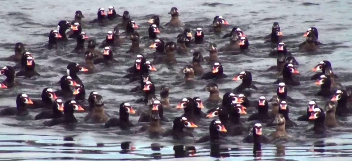 Átl'ka7tsem/Howe Sound - David Suzuki Foundation