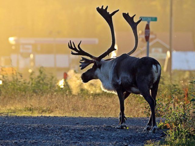 Rachel Plotkin - David Suzuki Foundation