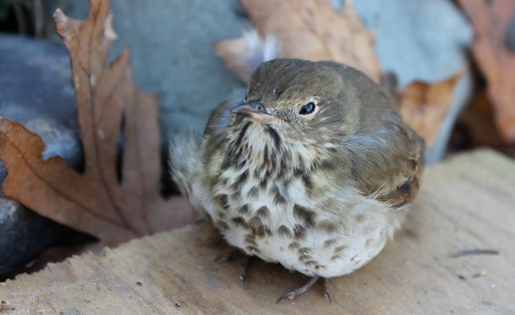 How to prevent wildlife injuries and help when they happen - David ...