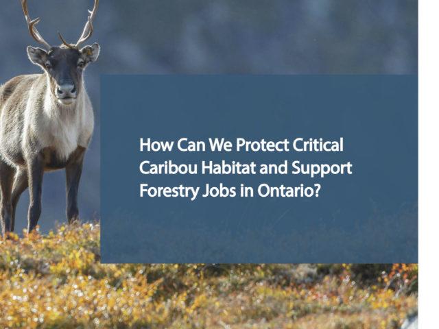 How Can We Protect Critical Caribou Habitat and Support Forestry Jobs ...