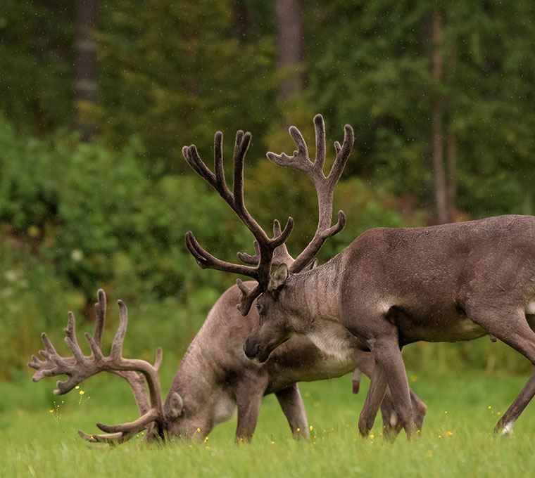 Ten reasons why caribou are way cooler than you think - David Suzuki ...