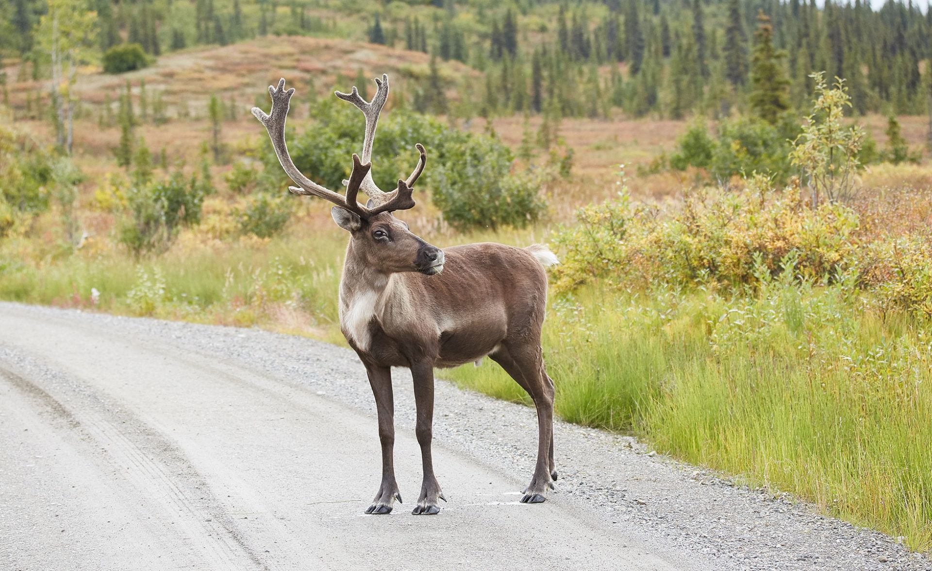Ten reasons why caribou are way cooler than you think - David Suzuki ...