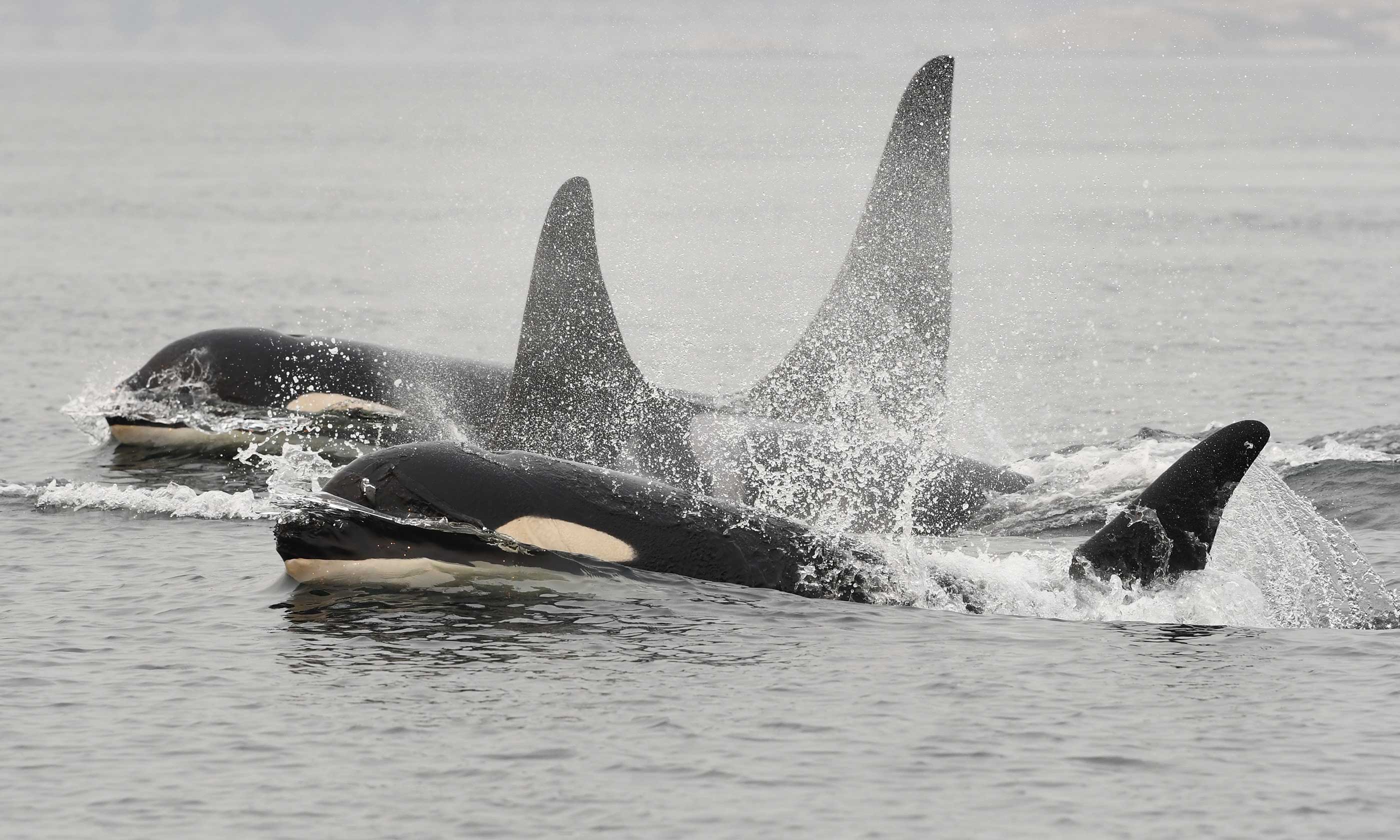 Southern resident orcas need another year of strong protection - David ...