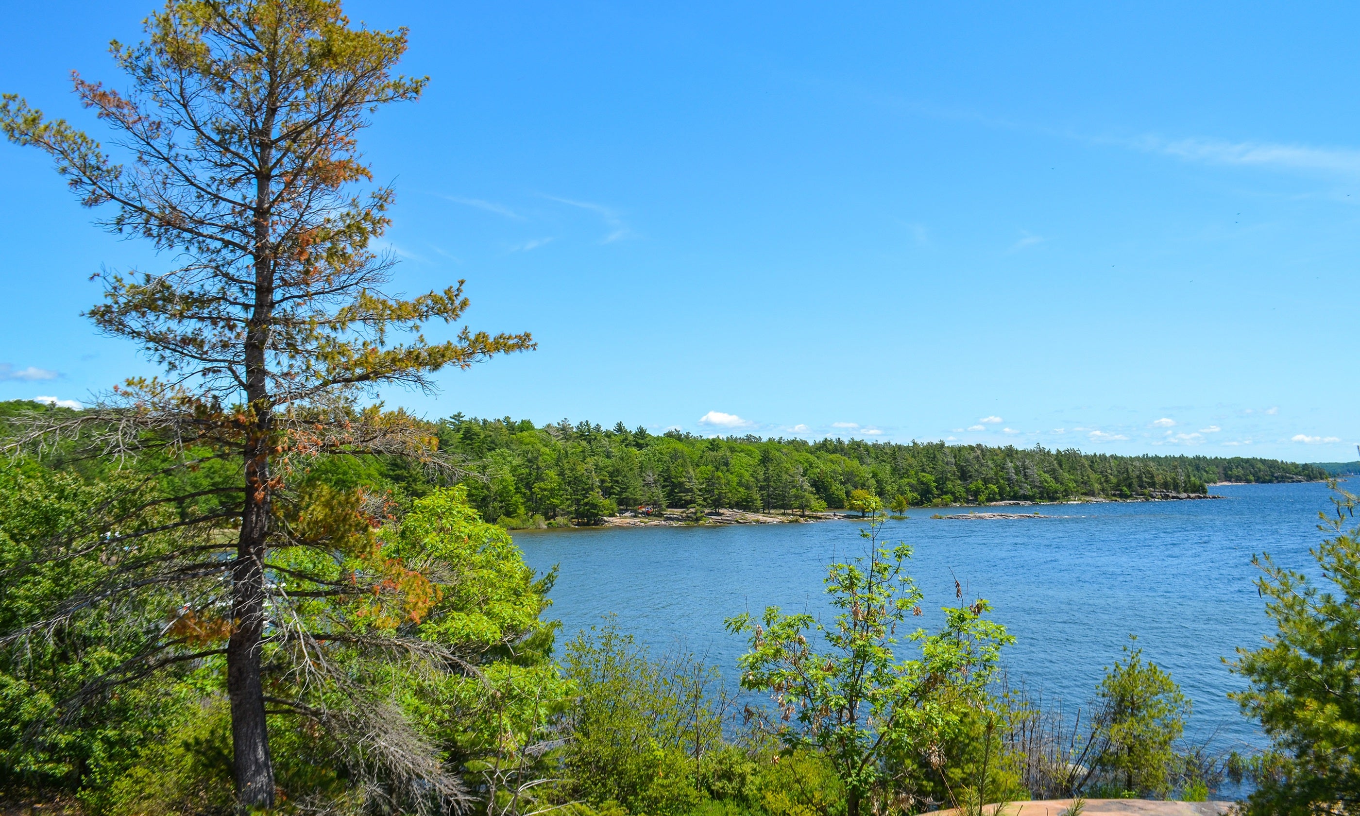 You spoke up for a sustainable forestry industry! - David Suzuki Foundation