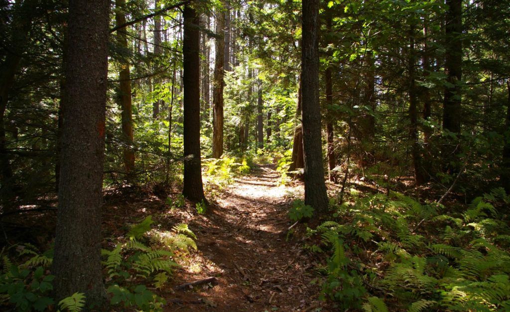 Healthy forests mean healthy people - David Suzuki Foundation