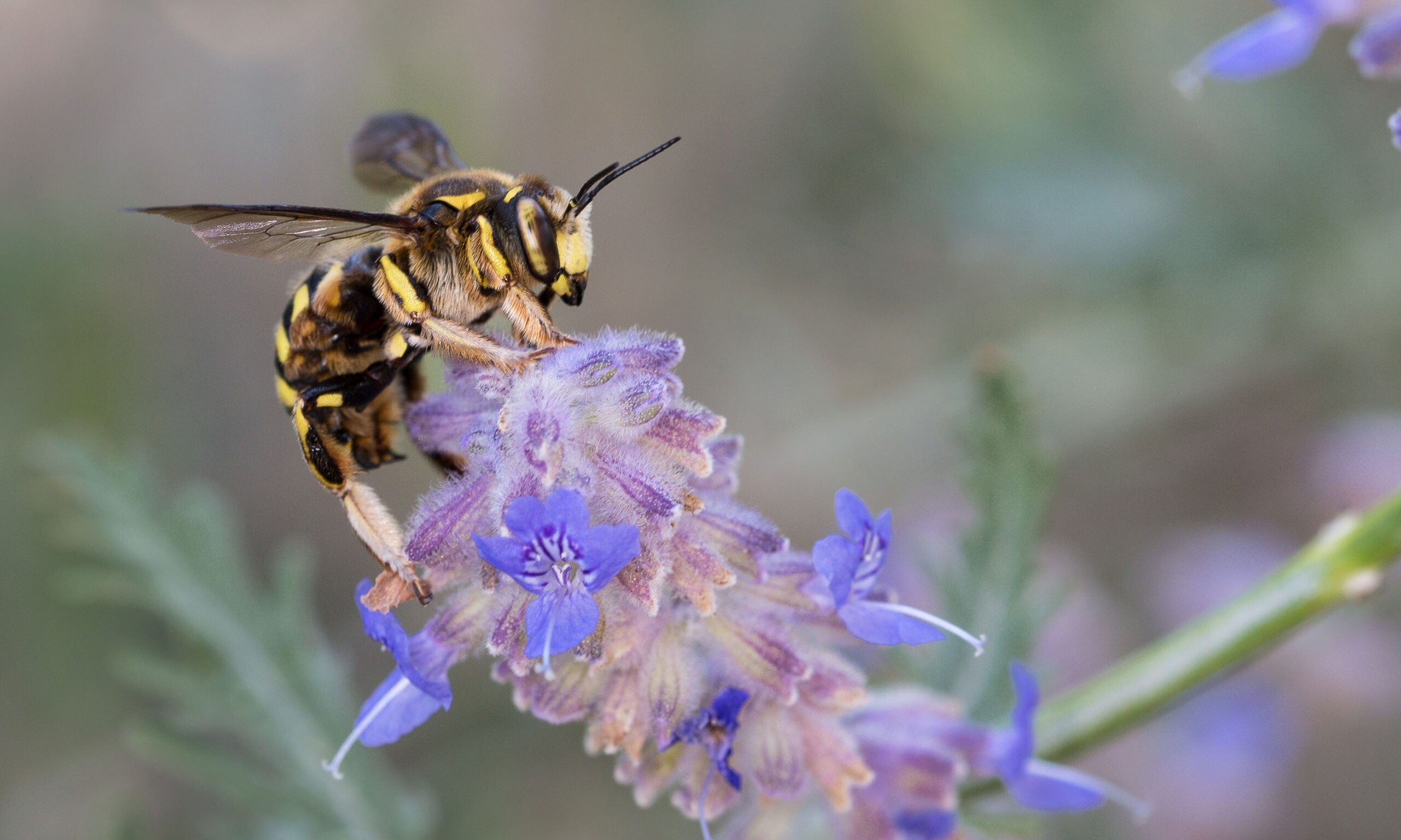 Pollinators - David Suzuki Foundation