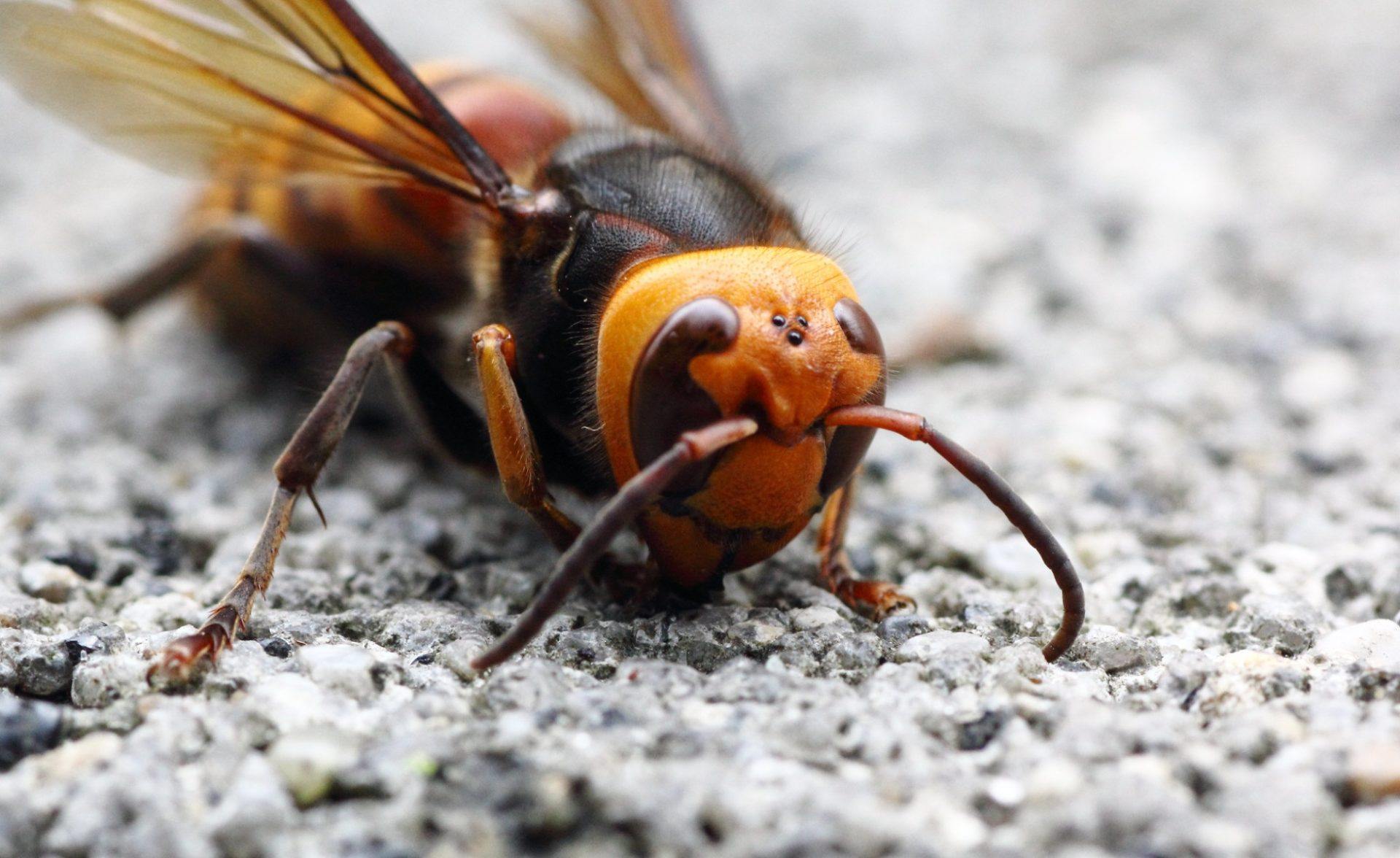 Do “murder hornets” pose a serious buzzkill? - David Suzuki Foundation