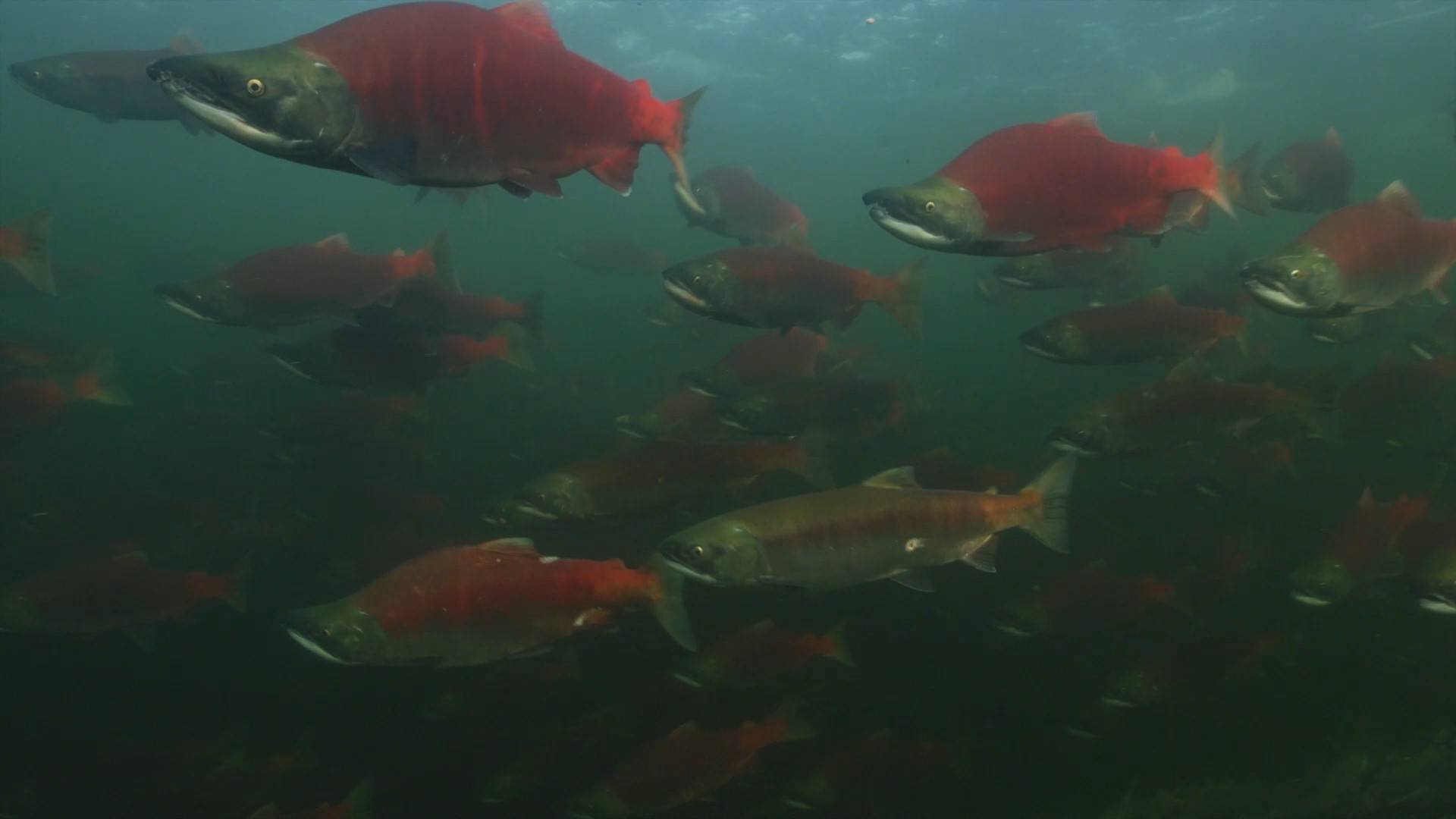 Join the conversation about salmon hatcheries - David Suzuki Foundation