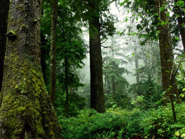 Language shapes our relationship with nature - David Suzuki Foundation