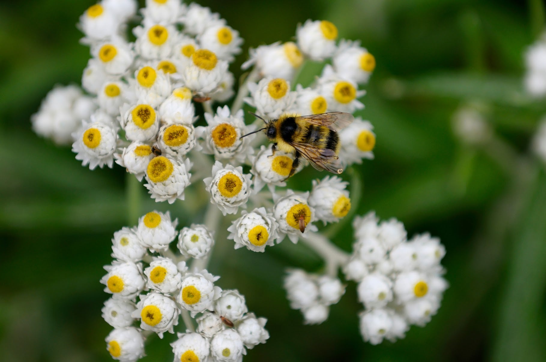 Scientists work to solve mystery of dying bees - David Suzuki Foundation