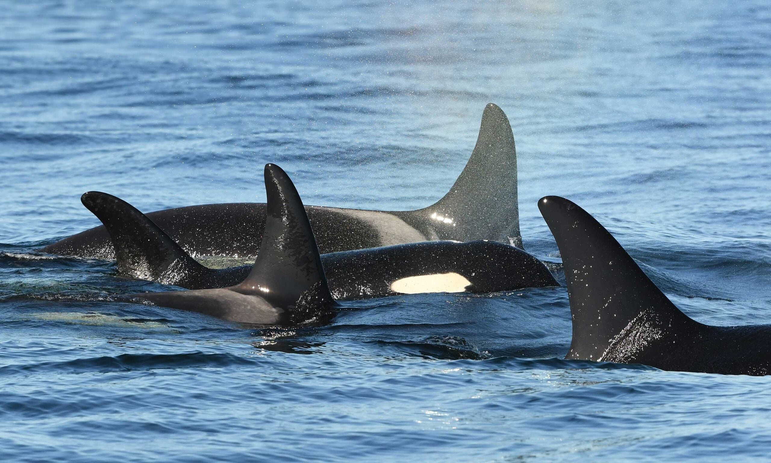 Take a journey into the world of endangered orcas with Coextinction - David Suzuki Foundation