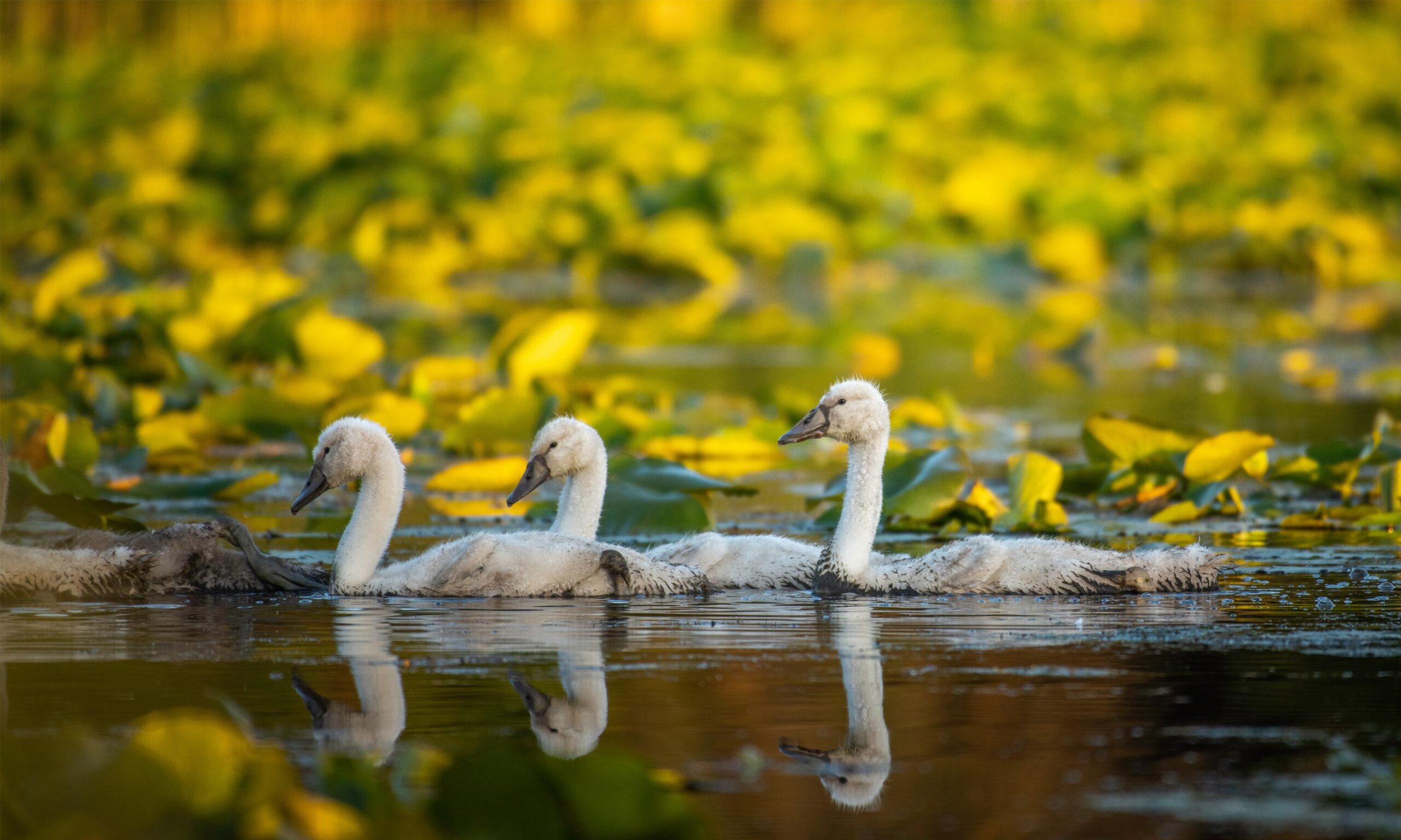 Stop Highway 413! - David Suzuki Foundation