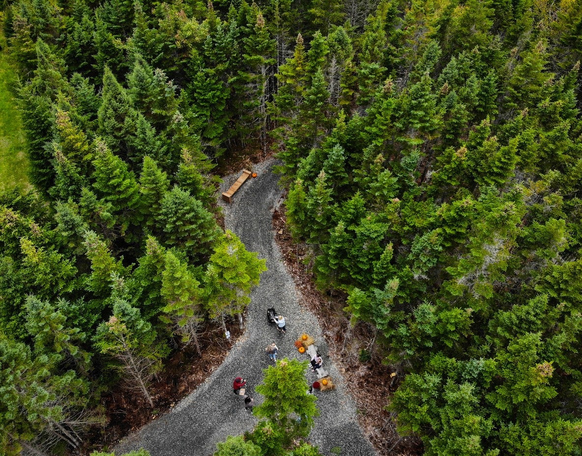 Healing Forests - David Suzuki Foundation
