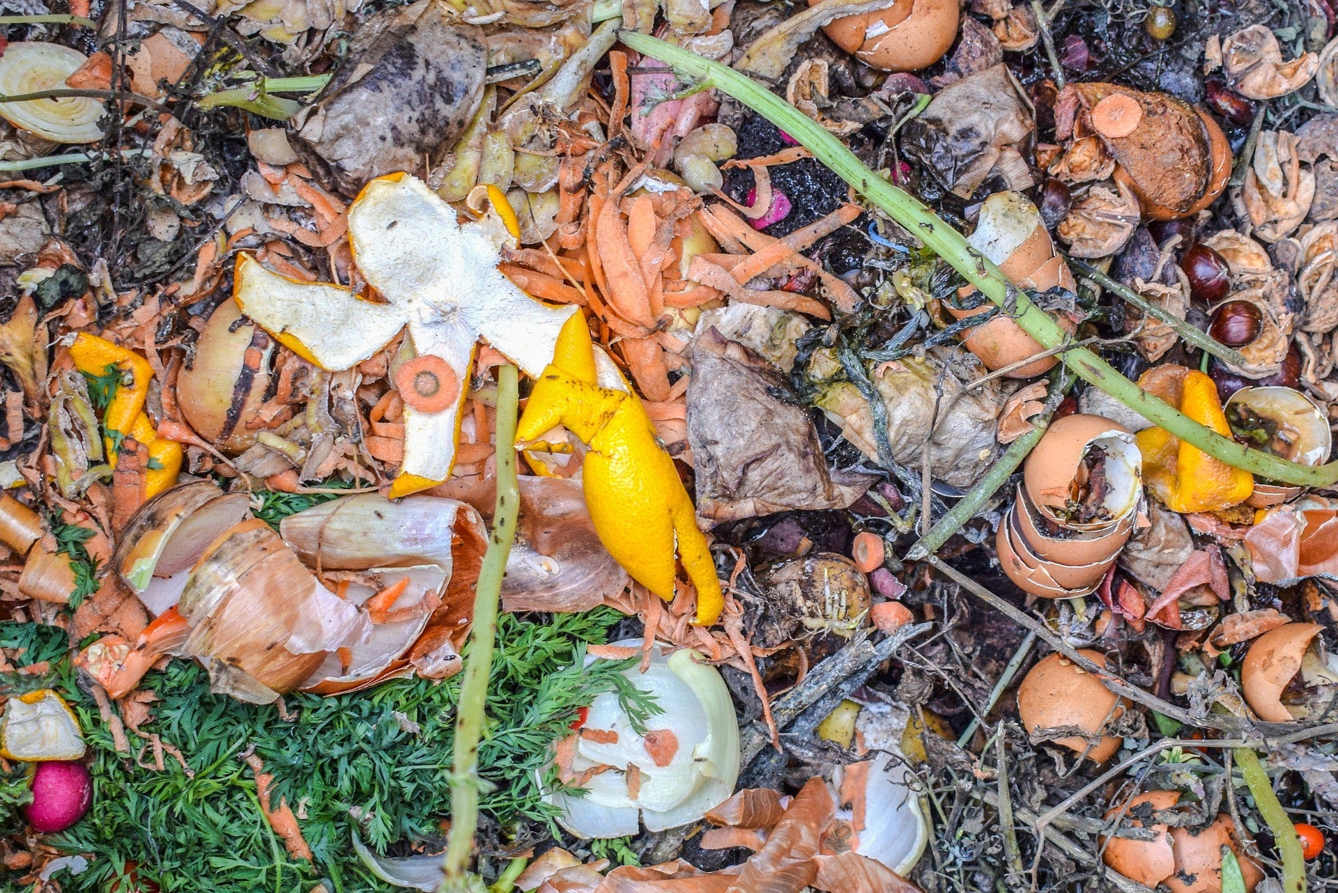 How to get the most from your food scraps - David Suzuki Foundation