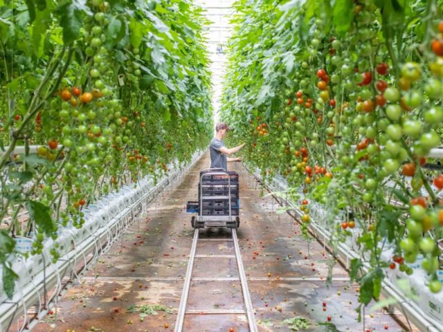 Thank you to our partners at Lufa Farms! - David Suzuki Foundation