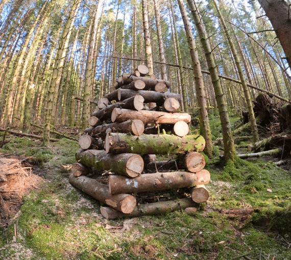 The Rewilding Arts Prize - David Suzuki Foundation