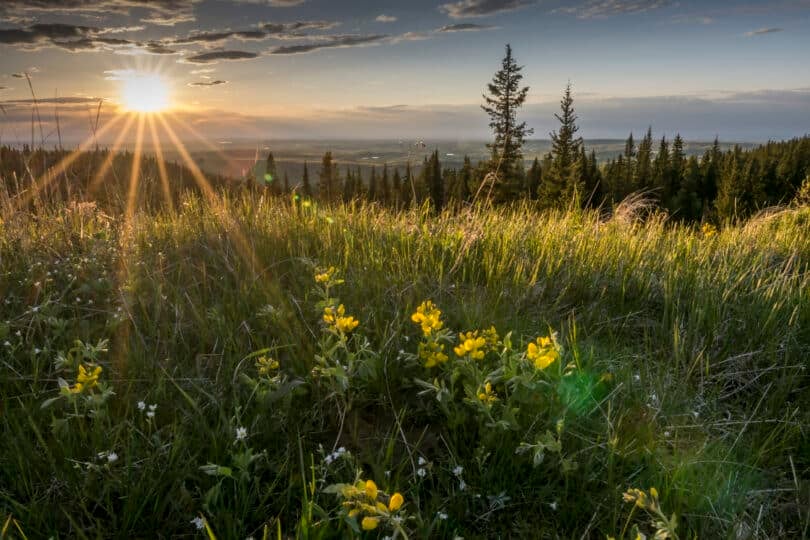 What native plants attract pollinators in the Prairies? - David Suzuki ...