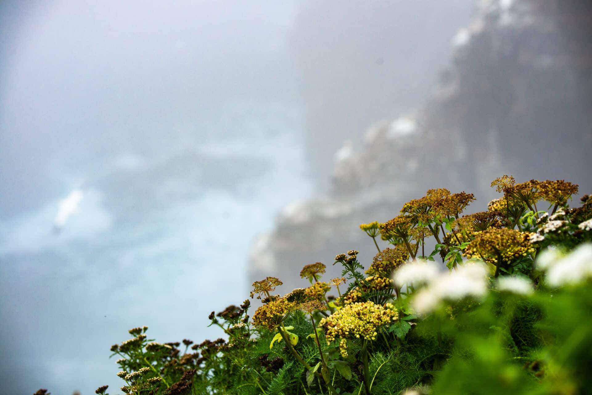 What native plants attract pollinators in Atlantic Canada? - David ...