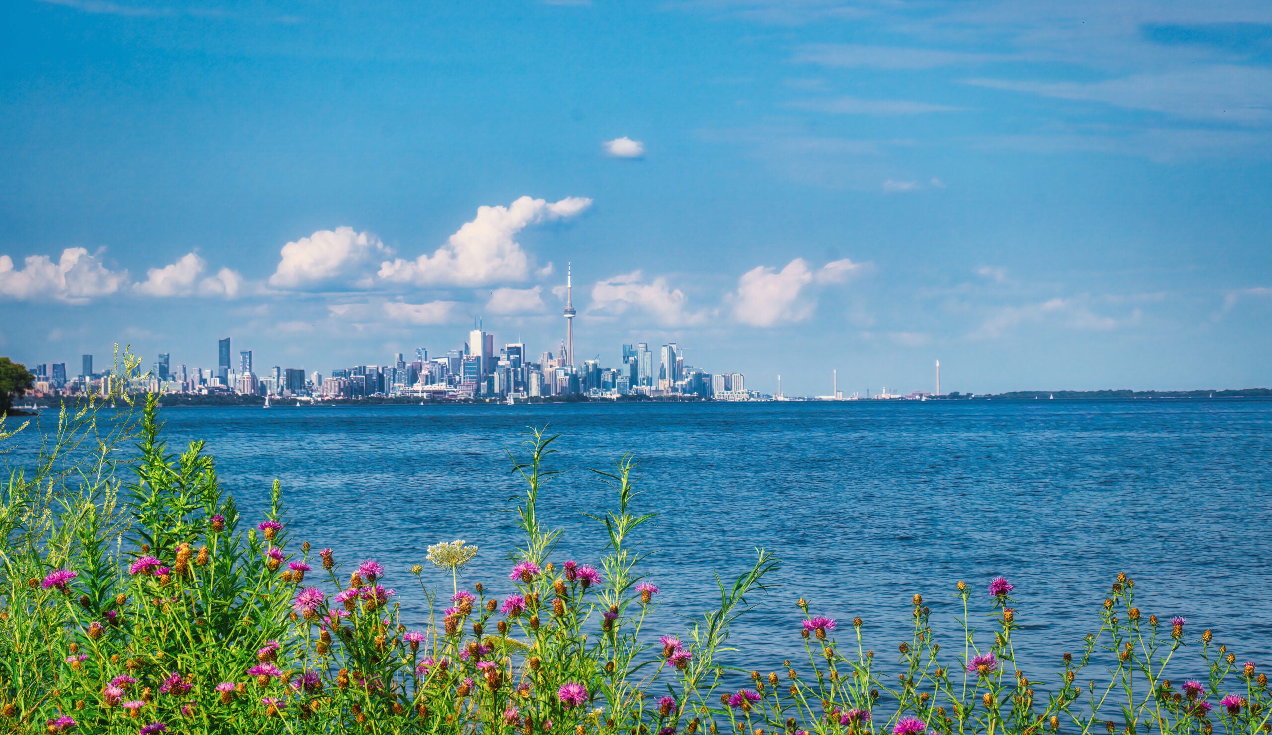 What native plants attract pollinators in Ontario? - David Suzuki ...
