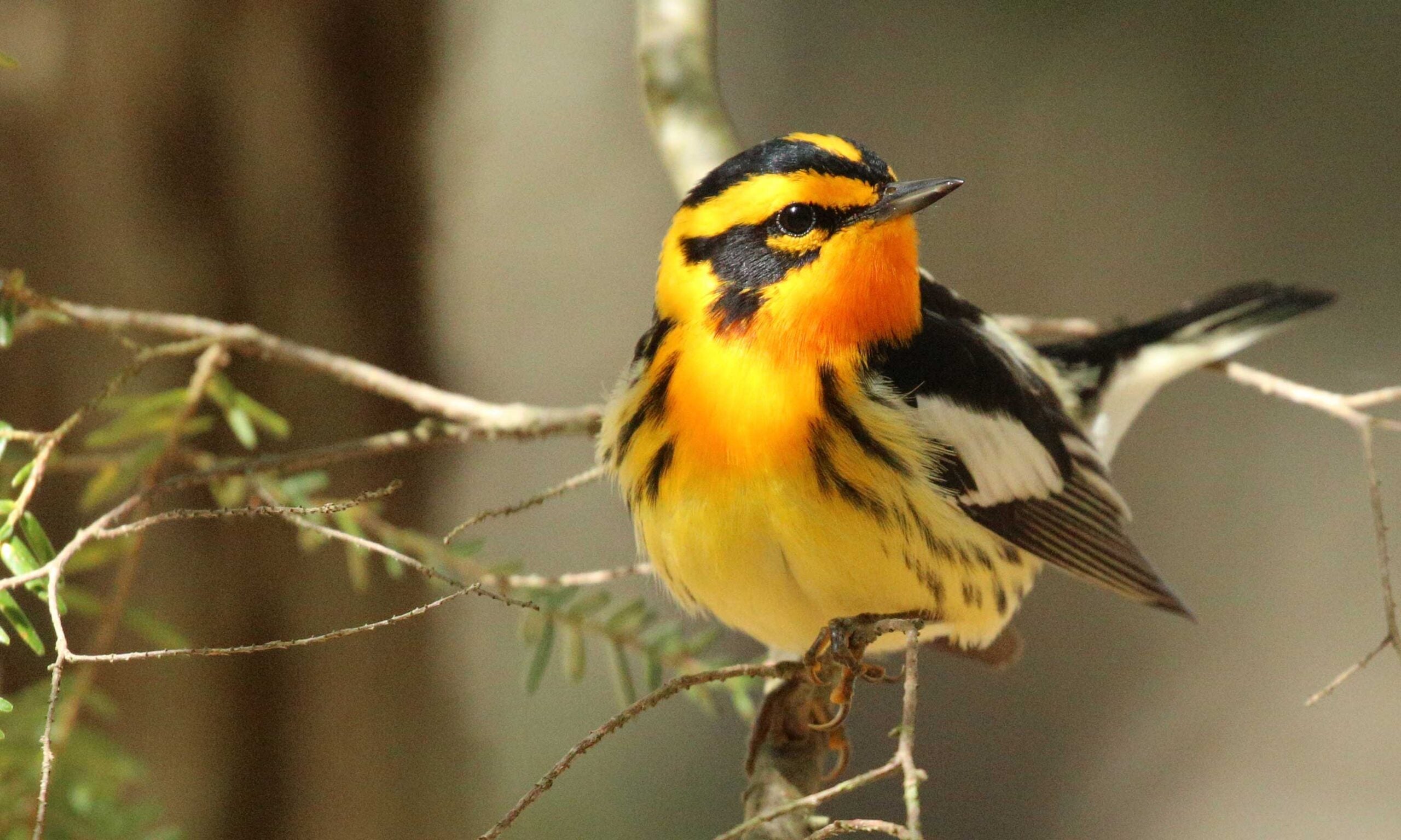 Forest Degradation: Bird Decline Across the Country - David Suzuki ...