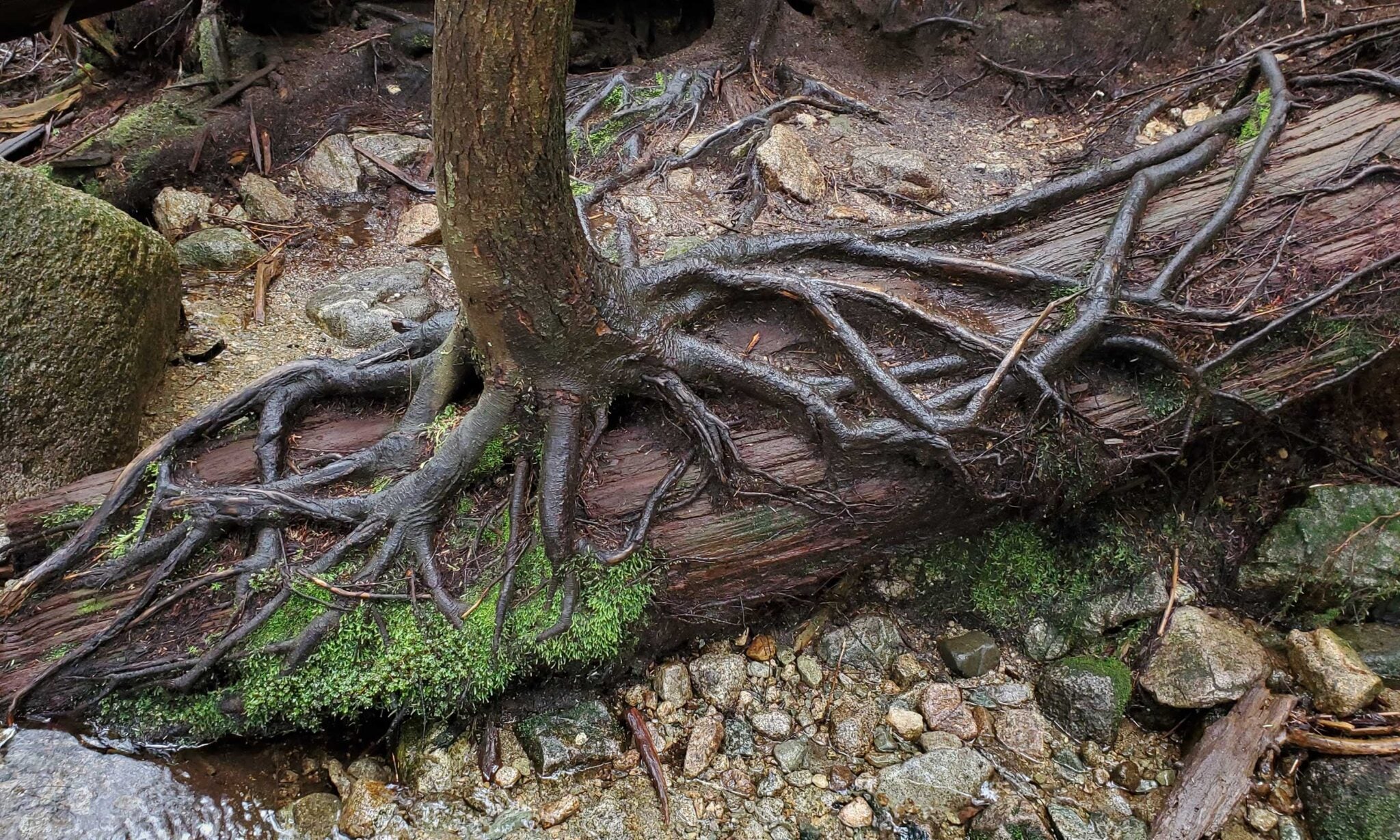 Removing Forest “Waste” Degrades Ecosystem Structure and Function ...