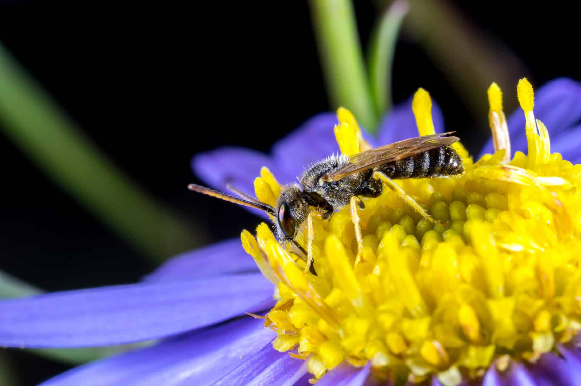 The buzz on wild bees versus honeybees - David Suzuki Foundation