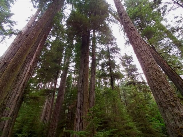 Rachel Plotkin - David Suzuki Foundation