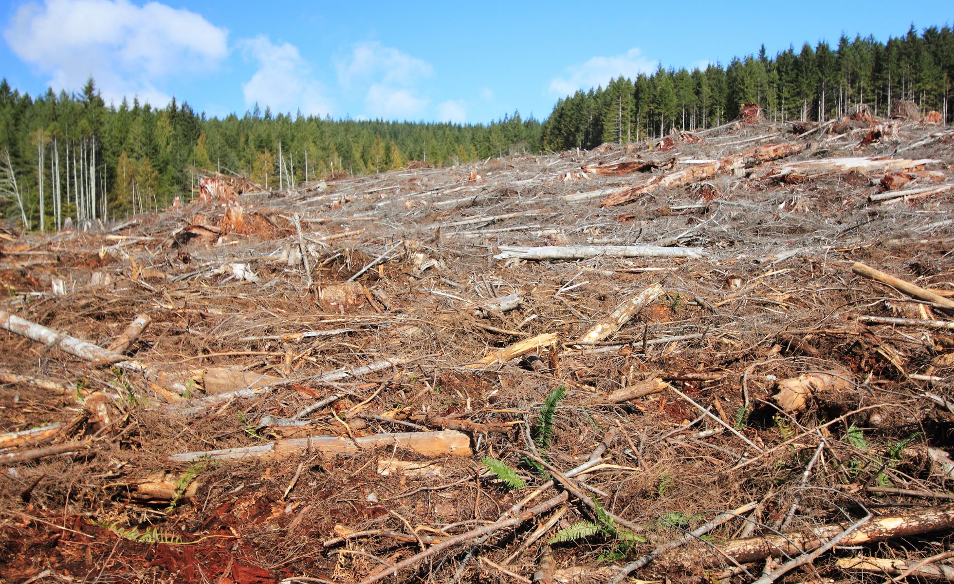 National security means halting and reversing nature loss - David ...