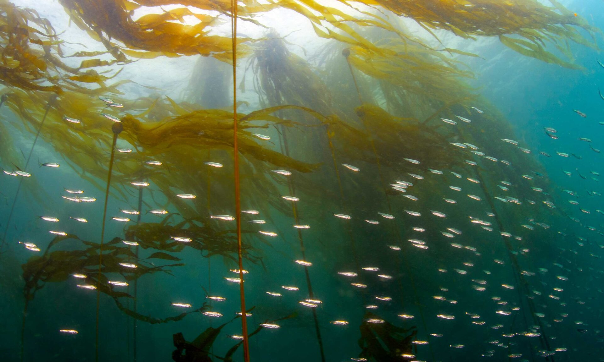 Seaweed farming offers benefits, but regulatory gaps pose ecological ...